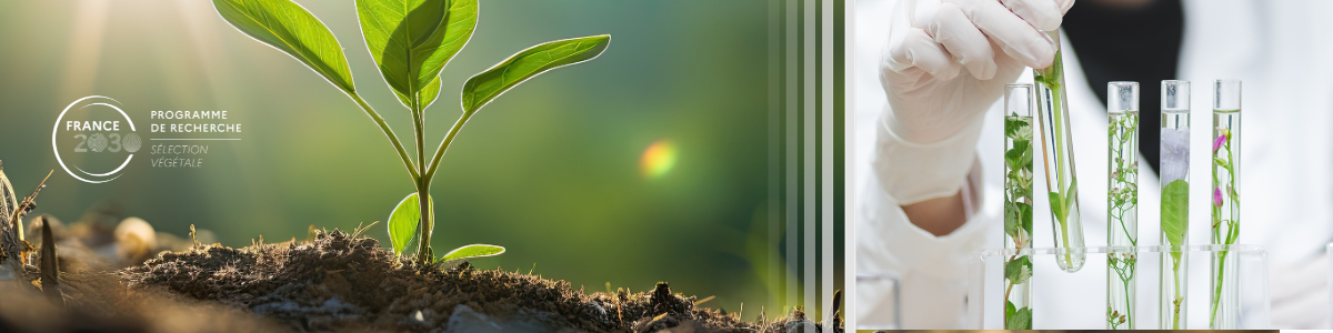 Sélection Végétale Avancée - Présentation